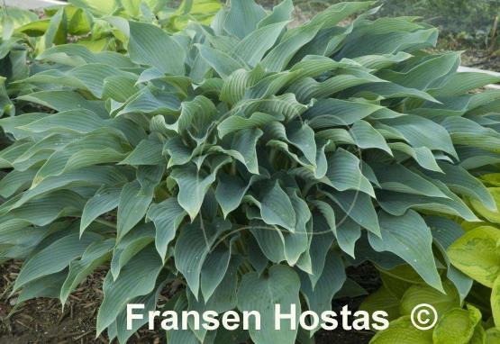 Hosta Yankee Blue - Fransen Hostas